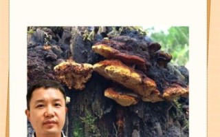 桦树茸为什么中国禁止_桦树茸被禁真相