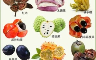 水果名字大全图片_哪些水果名字最难记