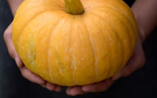 南瓜图片怎么拍好看_南瓜图片拍摄技巧