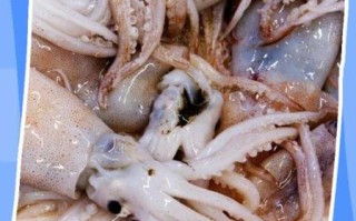 整条鱿鱼怎么处理_鱿鱼内脏怎么清理