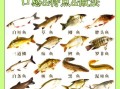 淡水鱼种类大全_哪些鱼最适合家庭鱼缸
