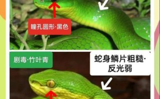 青竹蛇图片哪里找_青竹蛇有毒吗