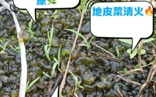 地皮菜不能和什么一起吃_地皮菜哪些人不能吃