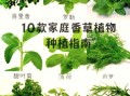 十大香草有哪些_如何在家种植十大香草