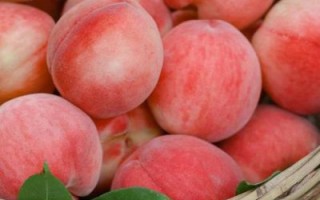 蜜枣桃多少钱一斤_蜜枣桃价格行情 蜜枣桃多少钱一斤_蜜枣桃价格行情