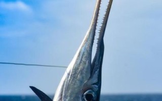 剑鱼长什么样子_剑鱼图片哪里找