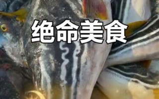 黄鳍东方鲀有毒吗_黄鳍东方鲀怎么吃