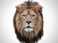 狮子头像图片大全_如何挑选高清霸气狮子头像