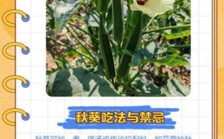 秋葵app怎么下载_秋葵app安全吗