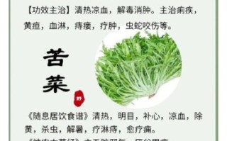 菊苣的功效与作用_菊苣主治哪些疾病