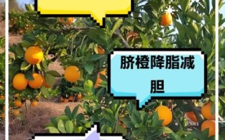 橙子热量是多少_减肥能吃橙子吗