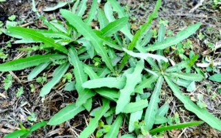 野苦菜的功效与作用_野苦菜什么人不能吃