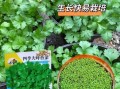 香菜种植温度多少合适_香菜耐寒最低几度