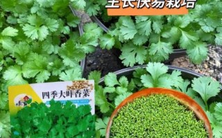 香菜种植温度多少合适_香菜耐寒最低几度