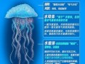 水母能吃吗_水母是不是有毒