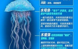 水母能吃吗_水母是不是有毒