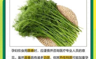茴香苗什么人不能吃_茴香苗禁忌有哪些