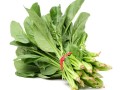 菠菜图片欣赏_如何挑选新鲜菠菜