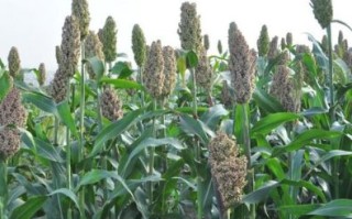 高粱图片高清_如何拍摄高清高粱照片