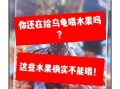 乌龟可以吃哪些水果_乌龟吃水果注意事项
