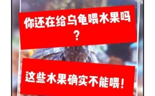 乌龟可以吃哪些水果_乌龟吃水果注意事项