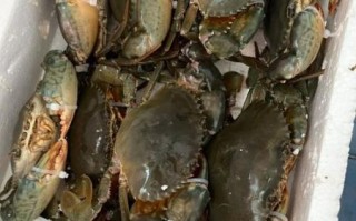 螃蟹死了一个小时能吃吗_如何判断死蟹是否变质