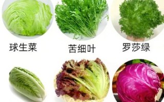 蔬菜沙拉用什么蔬菜好_蔬菜沙拉配料有哪些