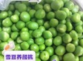 雪豆的功效与作用_雪豆怎么吃最营养