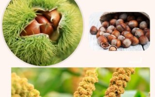 粟子和栗子的区别_哪个是板栗