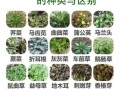 野菜有哪些种类_野菜怎么辨认