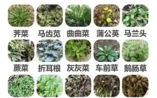 野菜有哪些种类_野菜怎么辨认
