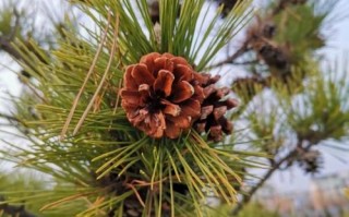 松塔多少钱一斤_松塔价格影响因素 松塔多少钱一斤_松塔价格影响因素