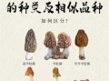 羊肚菌的功效与禁忌_什么人不能吃