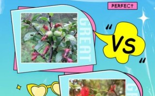 木瓜海棠怎么养_木瓜海棠和贴梗海棠区别