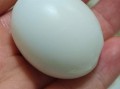 鸽子蛋多大_鸽子蛋重量多少克