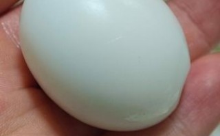 鸽子蛋多大_鸽子蛋重量多少克