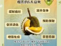 榴莲的功效与作用_榴莲的营养价值高吗