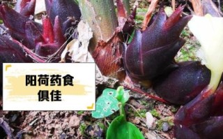 阳荷姜为什么没人种植_阳荷姜种植前景怎么样
