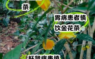 金花茶的功效与作用及禁忌_金花茶适合什么人喝