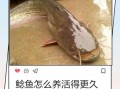 小鲶鱼怎么养_小鲶鱼吃什么长得快
