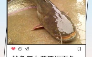 小鲶鱼怎么养_小鲶鱼吃什么长得快