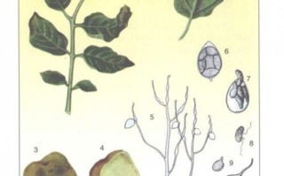 马铃薯晚疫病菌传播途径_防治方法