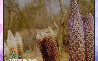 肉苁蓉怎么吃效果最好_肉苁蓉泡水还是泡酒好