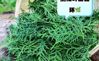 侧柏叶洗头真实经历_侧柏叶洗头多久见效