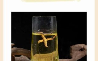 虫草泡水喝最佳方法_虫草泡水一次放几根