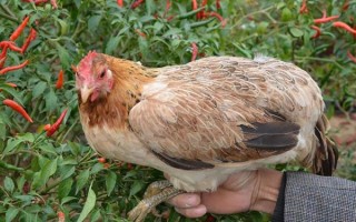 柴鸡养殖视频_柴鸡养殖技术要点