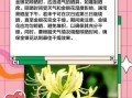 金银花怎么晒干_金银花晒干方法