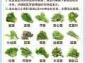 色拉蔬菜有哪些_色拉蔬菜怎么洗才干净