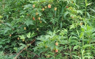 野生覆盆子长什么样_野生覆盆子图片大全大图