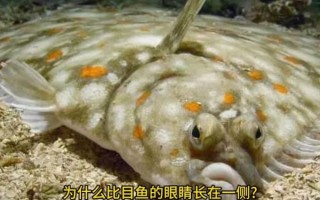比目鱼图片大全_比目鱼为什么两只眼睛长在一侧